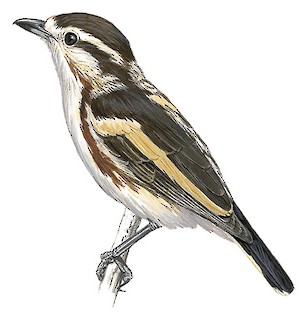 Brubru - Nilaus afer - Birds of the World