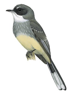 Northern Fantail - Rhipidura rufiventris - Birds of the World