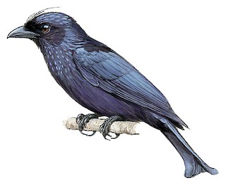 Hair-crested Drongo - Dicrurus hottentottus - Birds of the World