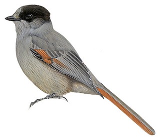 Siberian Jay - Perisoreus infaustus - Birds of the World