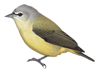 Southern Penduline-Tit - Anthoscopus minutus - Birds of the World