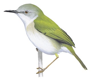 Green-backed Camaroptera - Camaroptera brachyura - Birds of the World