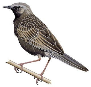 Locustellidae - Grassbirds and Allies - Birds of the World