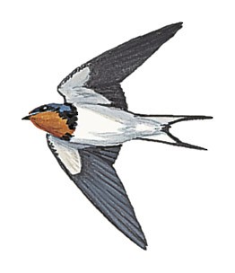 Red-chested Swallow - Hirundo lucida - Birds of the World