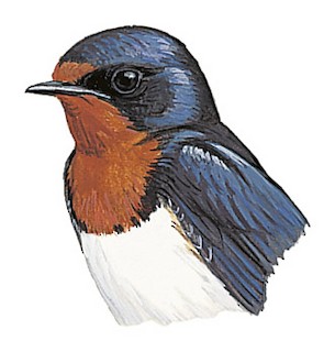 Red-chested Swallow - Hirundo lucida - Birds of the World