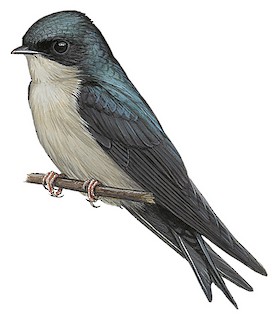 Brown-bellied Swallow - Orochelidon murina - Birds of the World