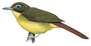 Red-tailed Bristlebill - Bleda syndactylus - Birds of the World