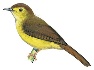 Pycnonotidae - Bulbuls - Birds of the World