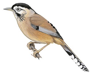 Moustached Laughingthrush - Ianthocincla cineracea - Birds of the World