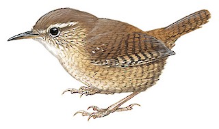 Eurasian Wren - Troglodytes troglodytes - Birds of the World