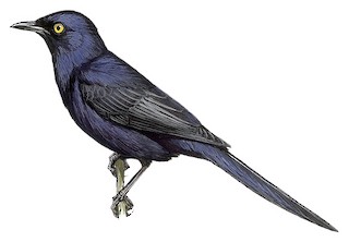 Sturnidae - Starlings - Birds of the World