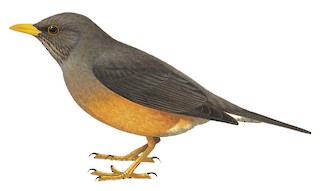Abyssinian Thrush - Turdus abyssinicus - Birds of the World
