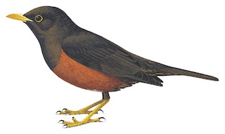 Sundaic Island-Thrush - Turdus javanicus - Birds of the World