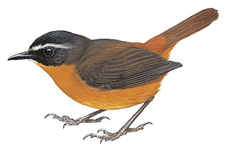 Archer's Robin-Chat - Dessonornis archeri - Birds of the World