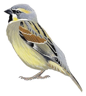 Dead Sea Sparrow - Passer moabiticus - Birds of the World