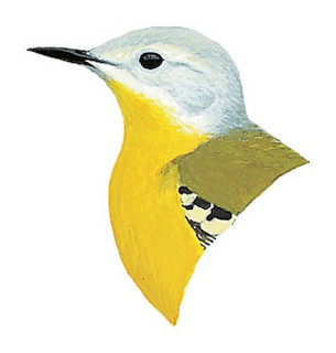 Western Yellow Wagtail - Motacilla flava - Birds of the World