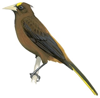 Russet-backed Oropendola - Psarocolius angustifrons - Birds of the World