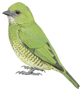 Swallow Tanager - Tersina viridis - Birds of the World