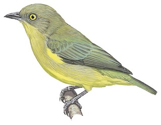 Yellow-tufted Dacnis - Dacnis egregia - Birds of the World