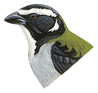Black-winged Saltator - Saltator atripennis - Birds of the World