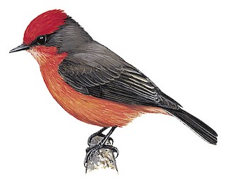 Brujo Flycatcher - Pyrocephalus nanus - Birds of the World
