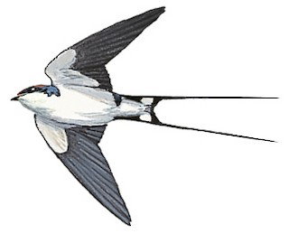 Wire-tailed Swallow - Hirundo smithii - Birds of the World