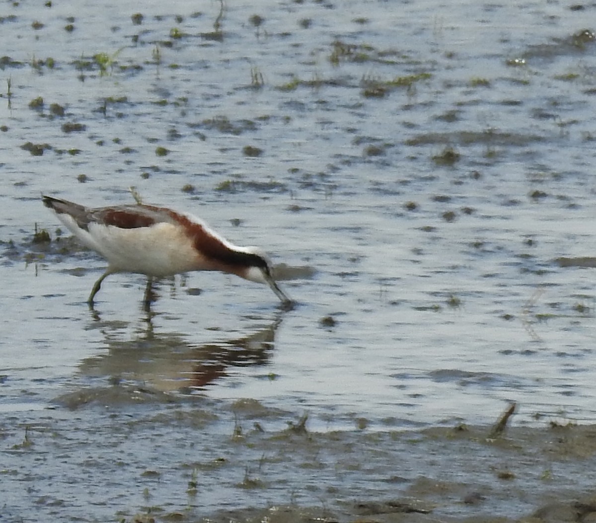 eBird Checklist - 28 Apr 2019 - Hebron Fish Hatchery and Wetlands - 32 ...