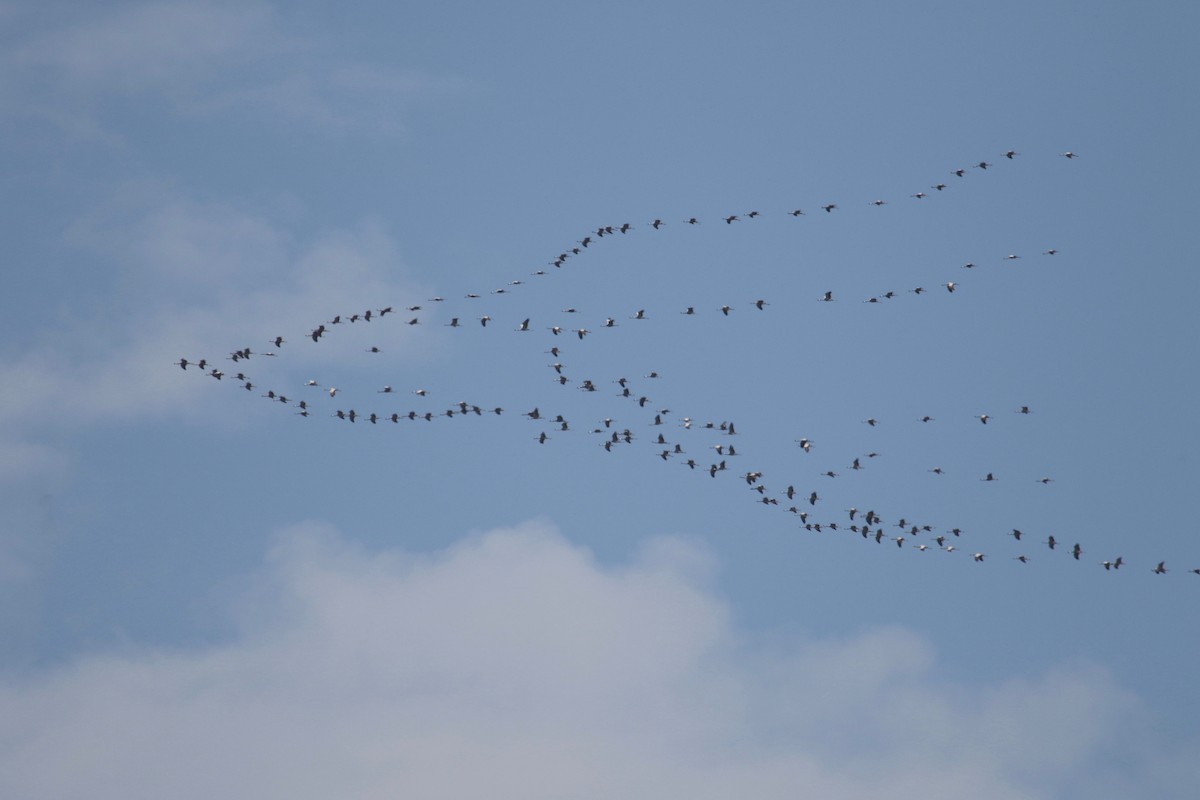 eBird Checklist - 28 Apr 2019 - Jandari Transboundary Lake (Emerald ...