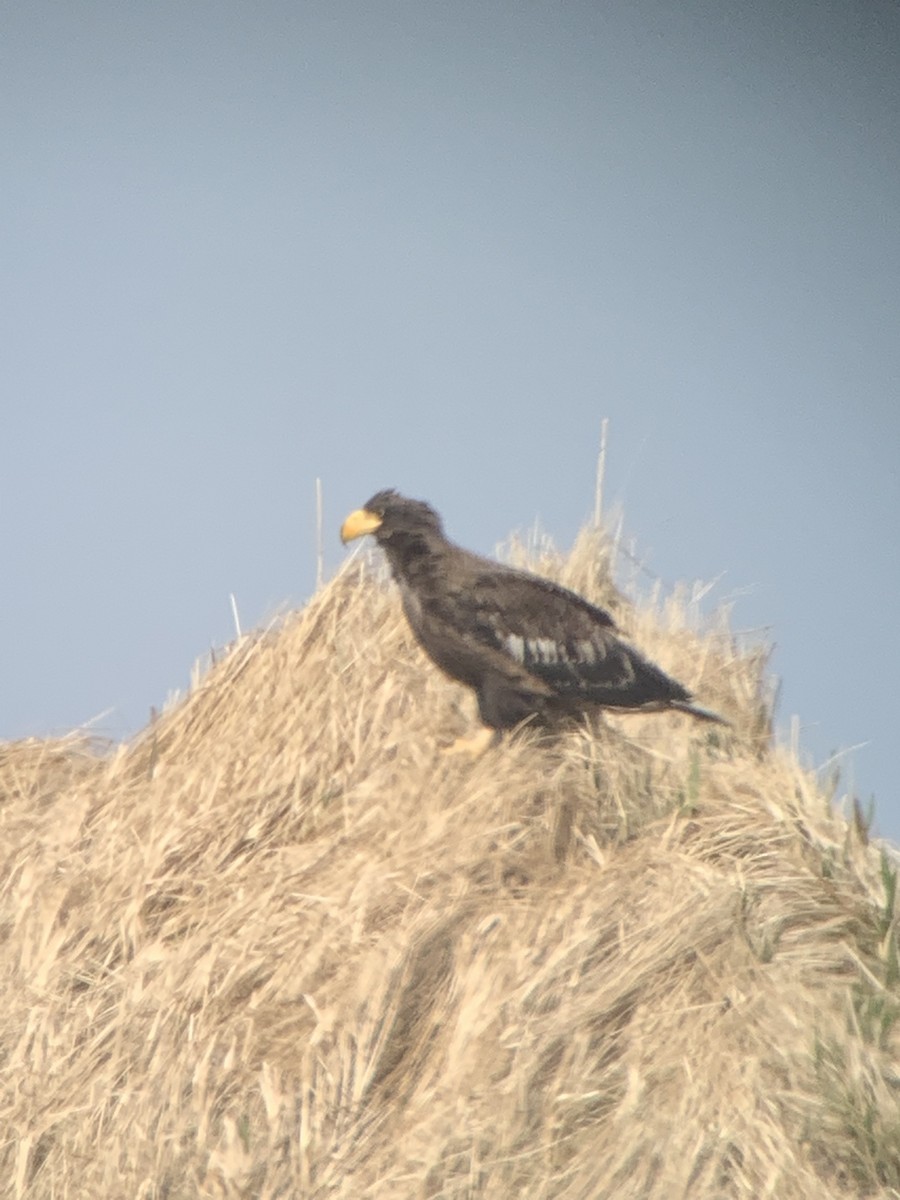 eBird Checklist - 1 May 2019 - Shemya Island--Eareckson AS (restricted ...
