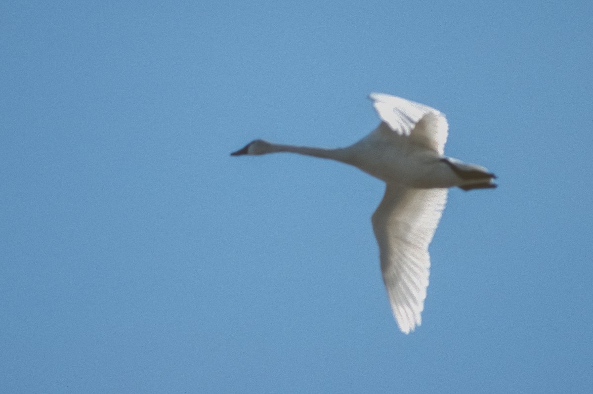 eBird Checklist - 27 Jun 1994 - Mys Shmidta - 27 species (+2 other taxa)