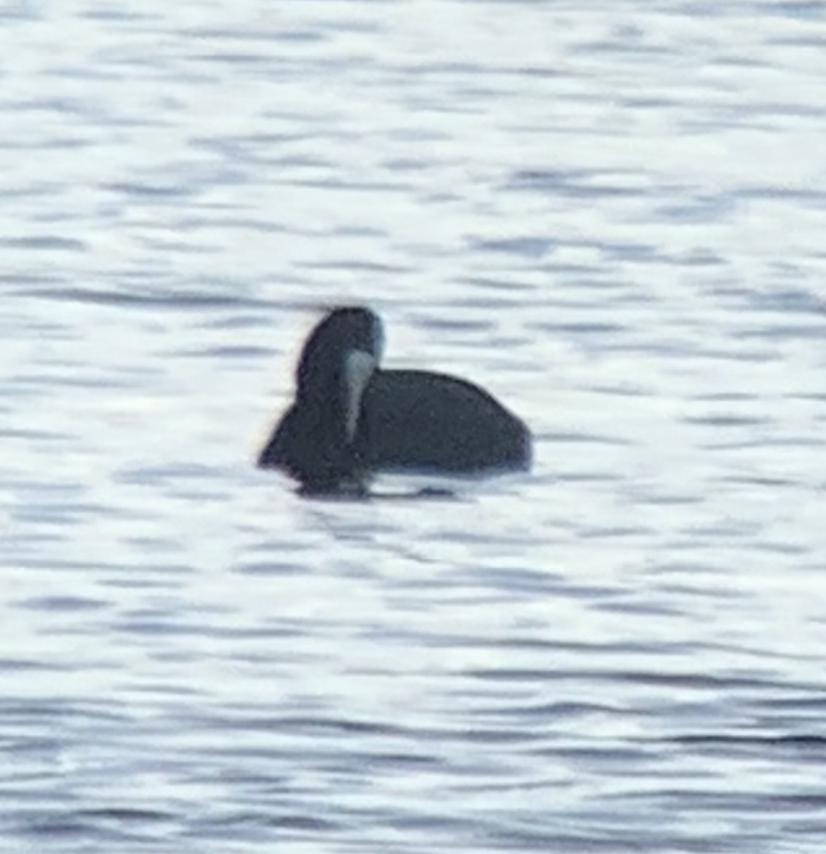eBird Checklist - 2 May 2019 - Shemya Island--Eareckson AS (restricted ...