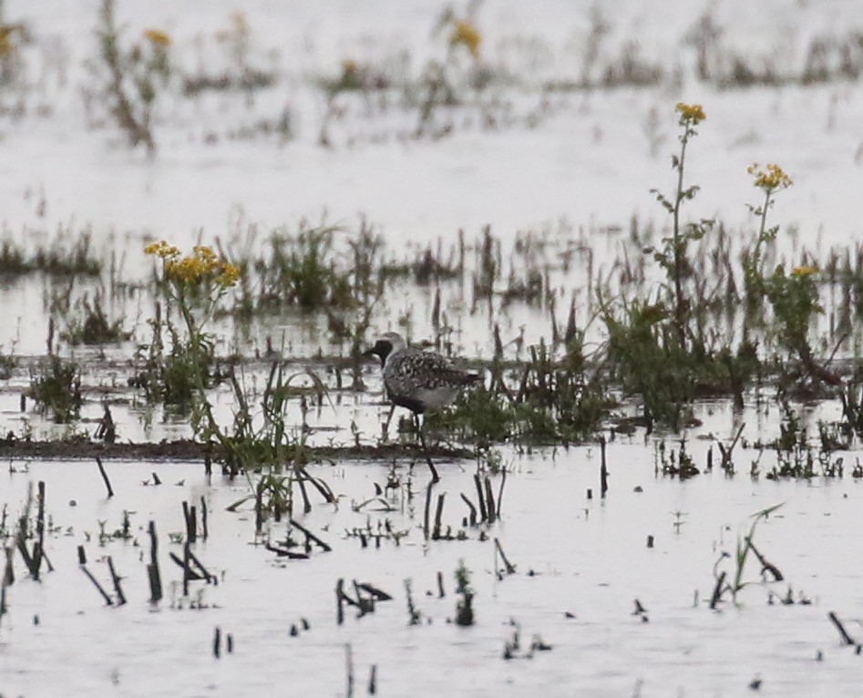 eBird Checklist - 2 May 2019 - Robinson Bayou (private transient fields ...