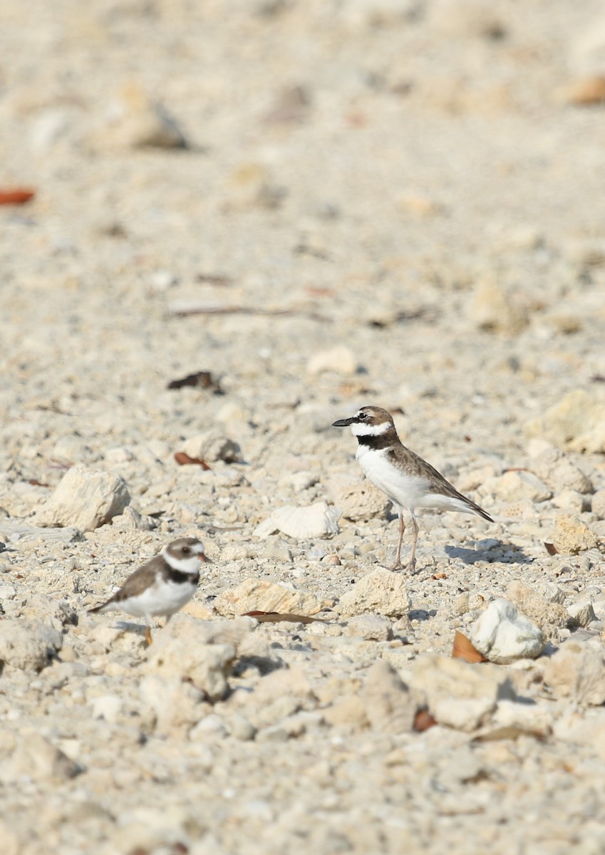 eBird Checklist - 26 Mar 2014 - Guantanamo Bay by boat - 23 species