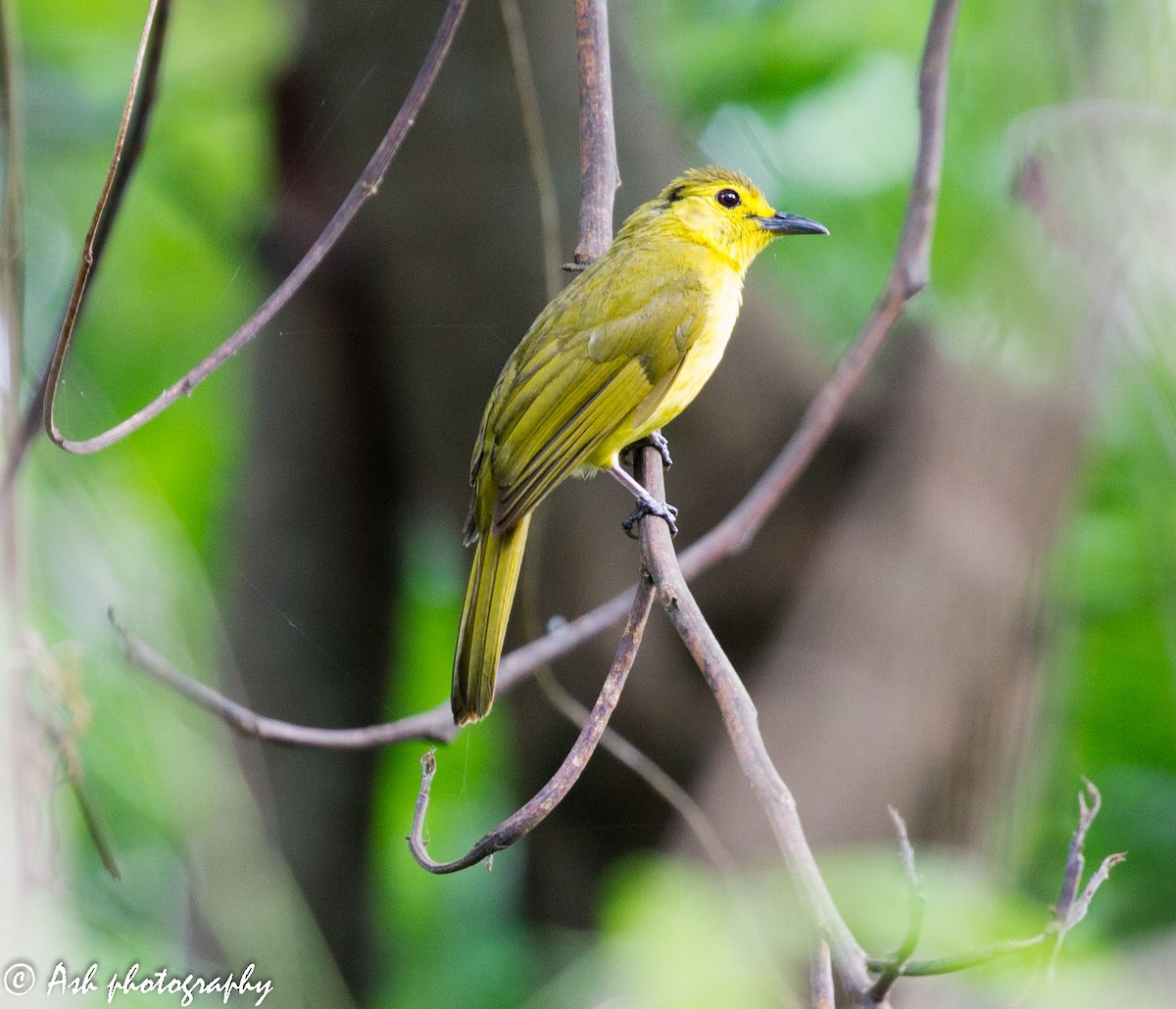 ML155550631 - Yellow-browed Bulbul - Macaulay Library
