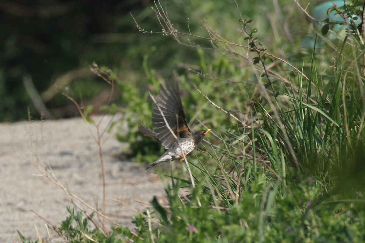 ML156102721 - Japanese Thrush - Macaulay Library