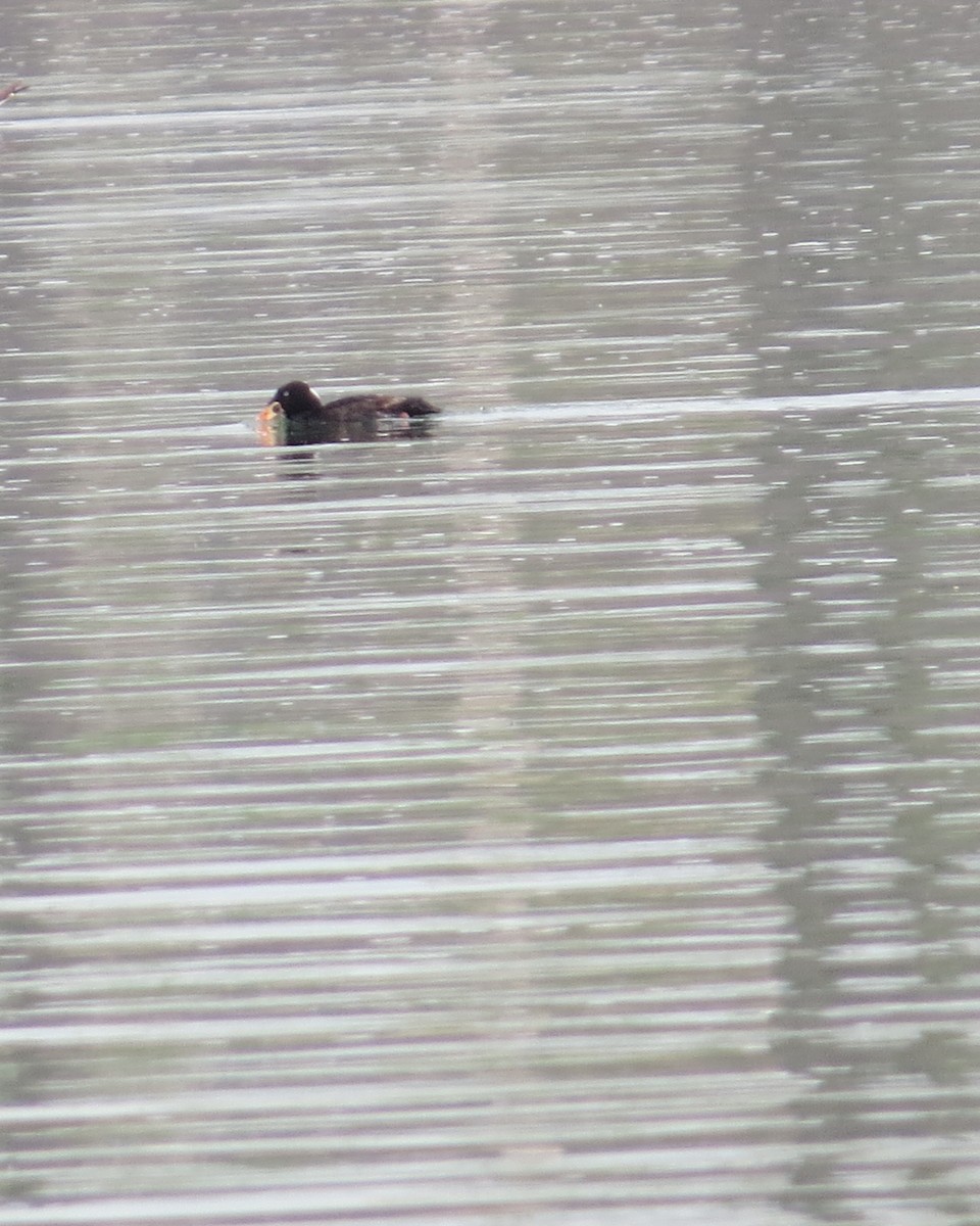 eBird Checklist - 4 May 2019 - Adam T. Bower Memorial Dam ...