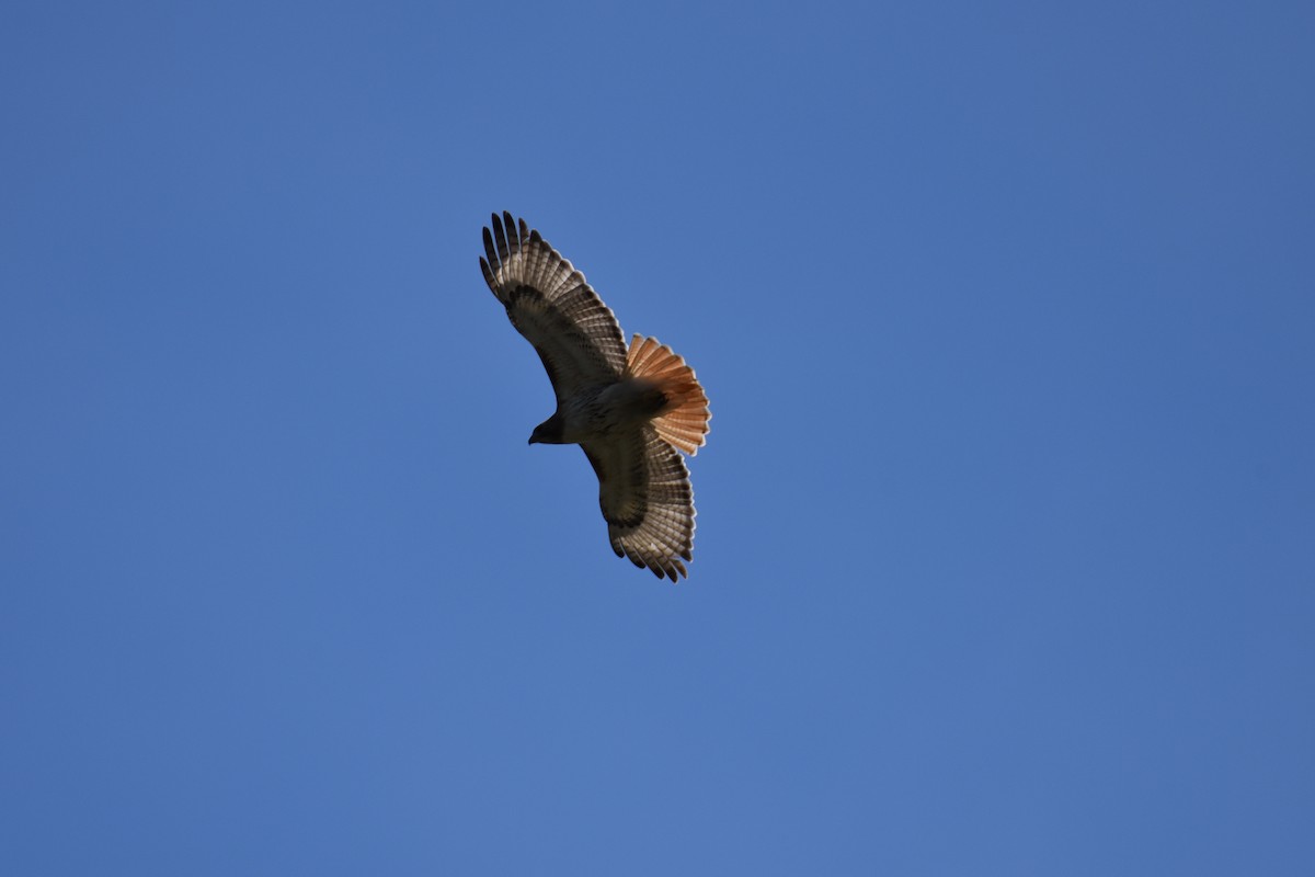 ML156392211 - Red-tailed Hawk - Macaulay Library