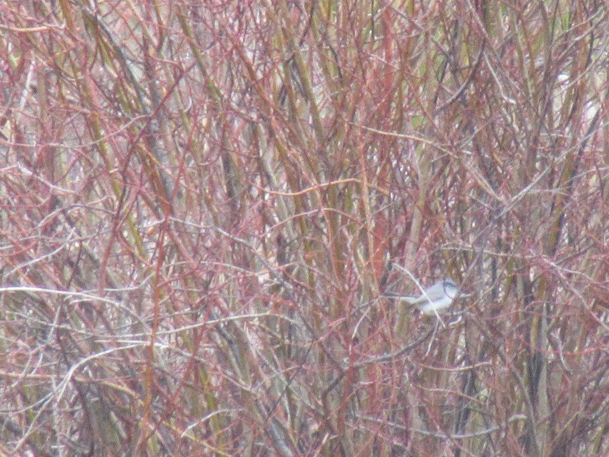 eBird Checklist - 6 May 2019 - Dillon Reservoir, Dillon US-CO (39.5940 ...