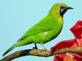 Iconic Birds - Velimalai forest, Meghamalai Sanctuary, Theni, Tamil ...