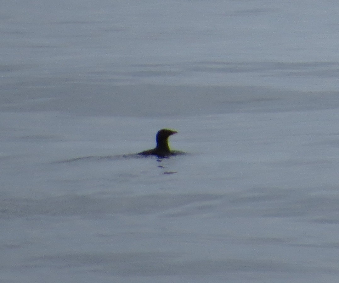 eBird Checklist - 4 May 2019 - Lausen Sea Mount - 9 species