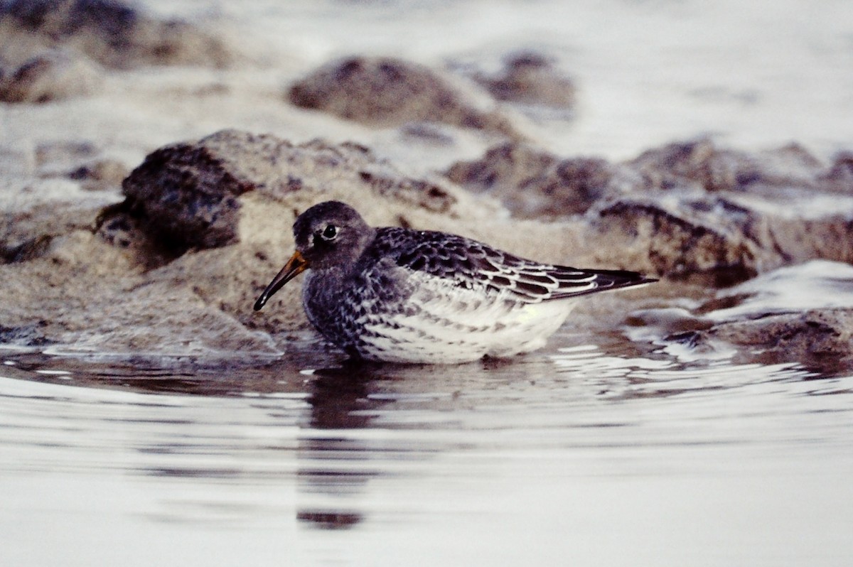 eBird Checklist - 22 Nov 1989 - Kettle Point - 13 species