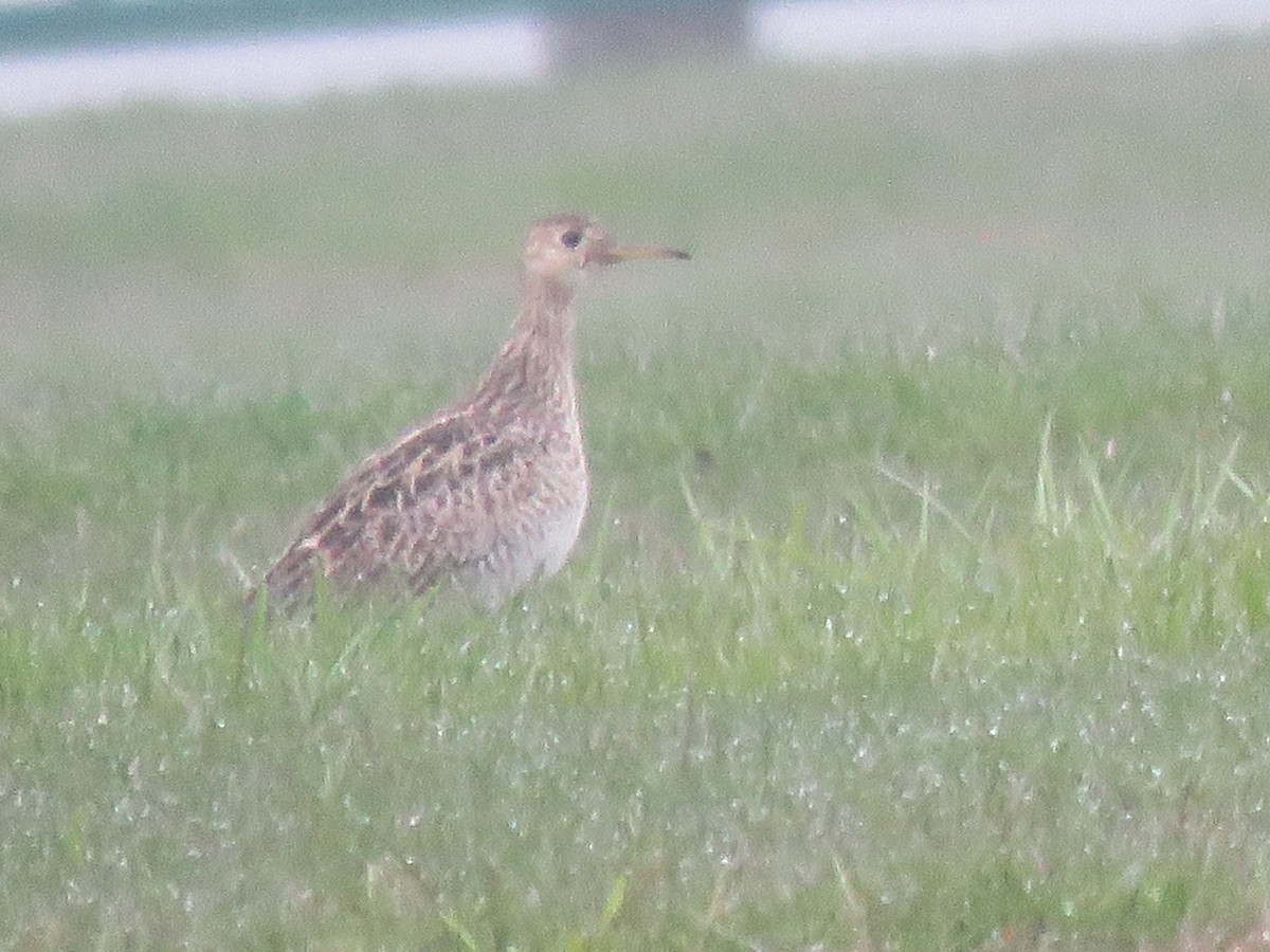 Wisconsin Breeding Bird Atlas Checklist - 9 May 2019 - Veterans Park ...