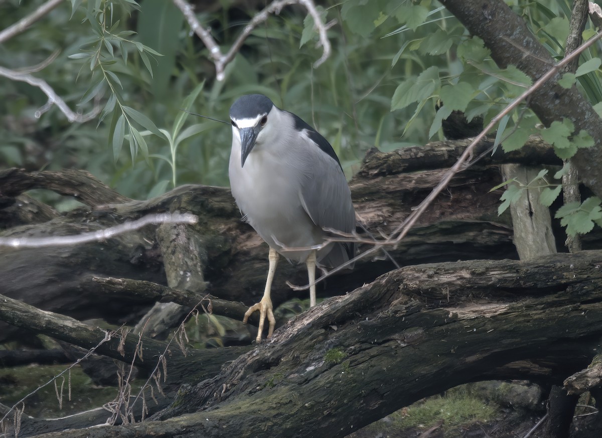 eBird Checklist - 11 May 2019 - Patterson Park - 59 species (+1 other taxa)