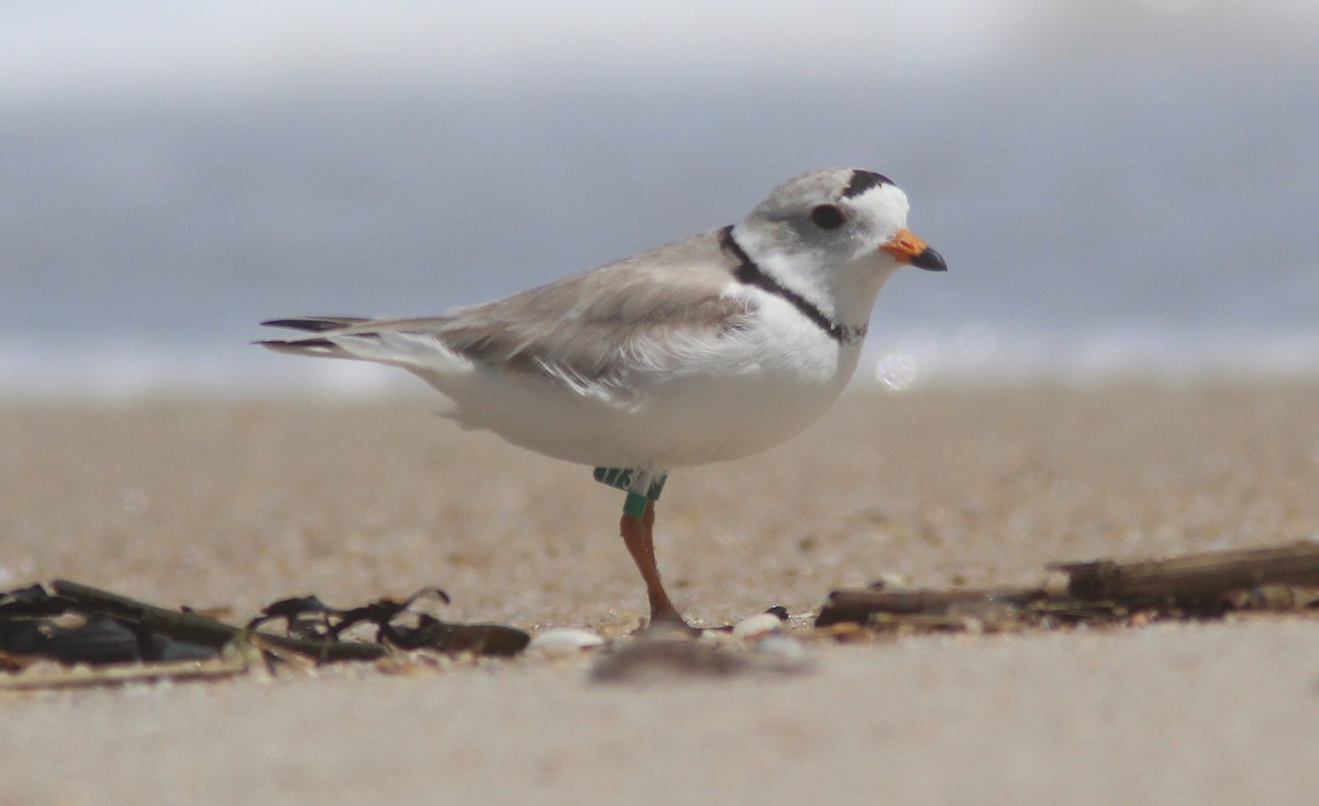 eBird Checklist - 11 May 2019 - 693–709 Ocean Ave, Sea Bright US-NJ (40 ...