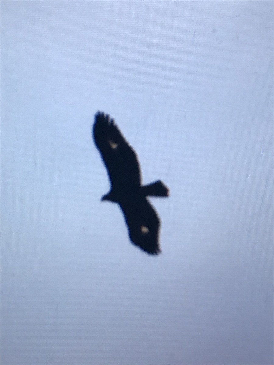 eBird Checklist - 18 Apr 2019 - Lehigh Furnace Gap - 44 species
