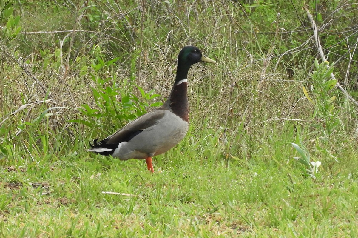 eBird Checklist - 13 May 2019 - Anastasia SP - 31 species