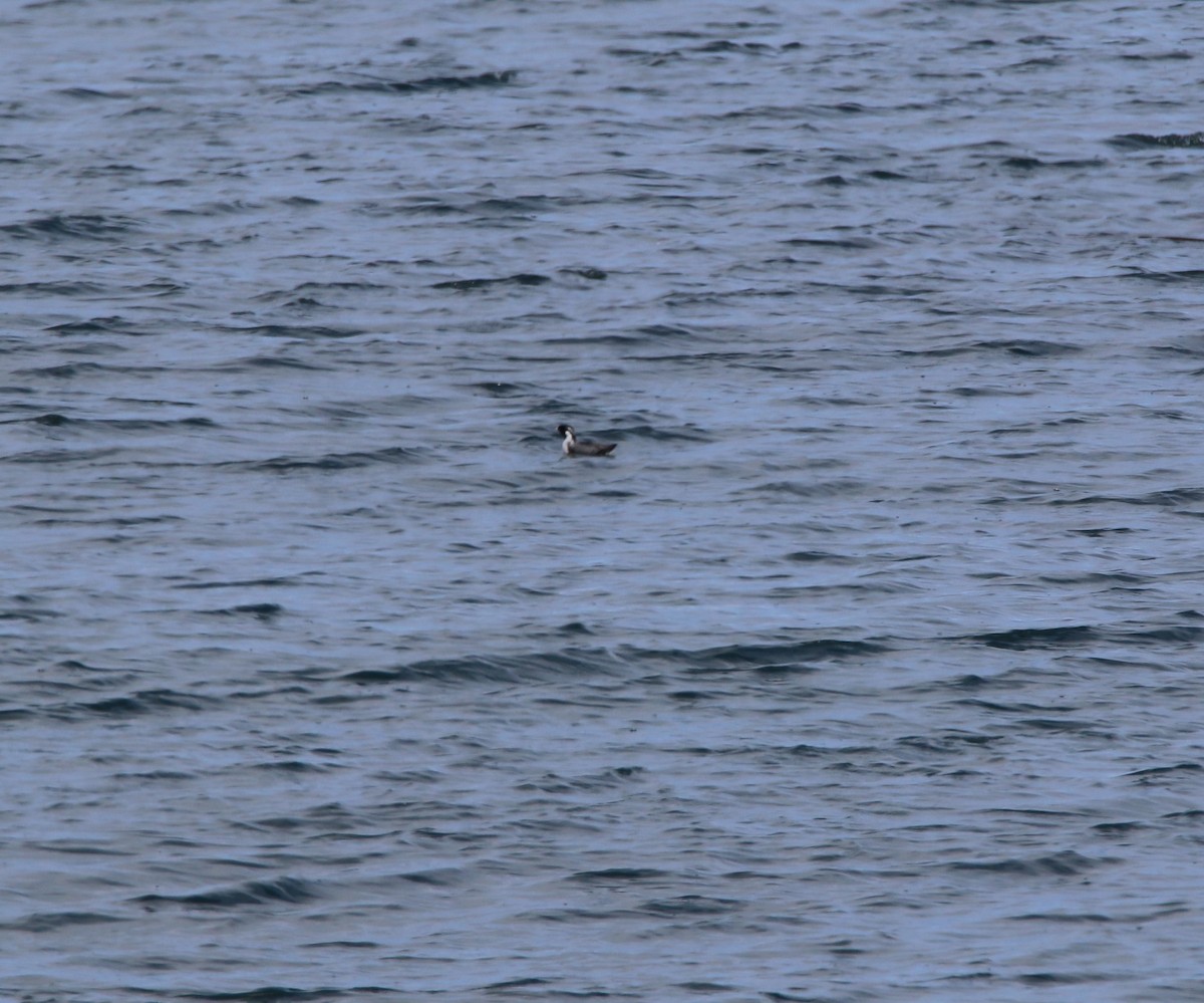 eBird Checklist - 18 May 2019 - Shemya Island--Eareckson AS (restricted ...