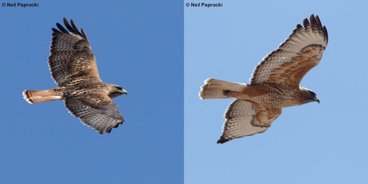 ML160101661 - Red-tailed x Ferruginous Hawk (hybrid) - Macaulay Library
