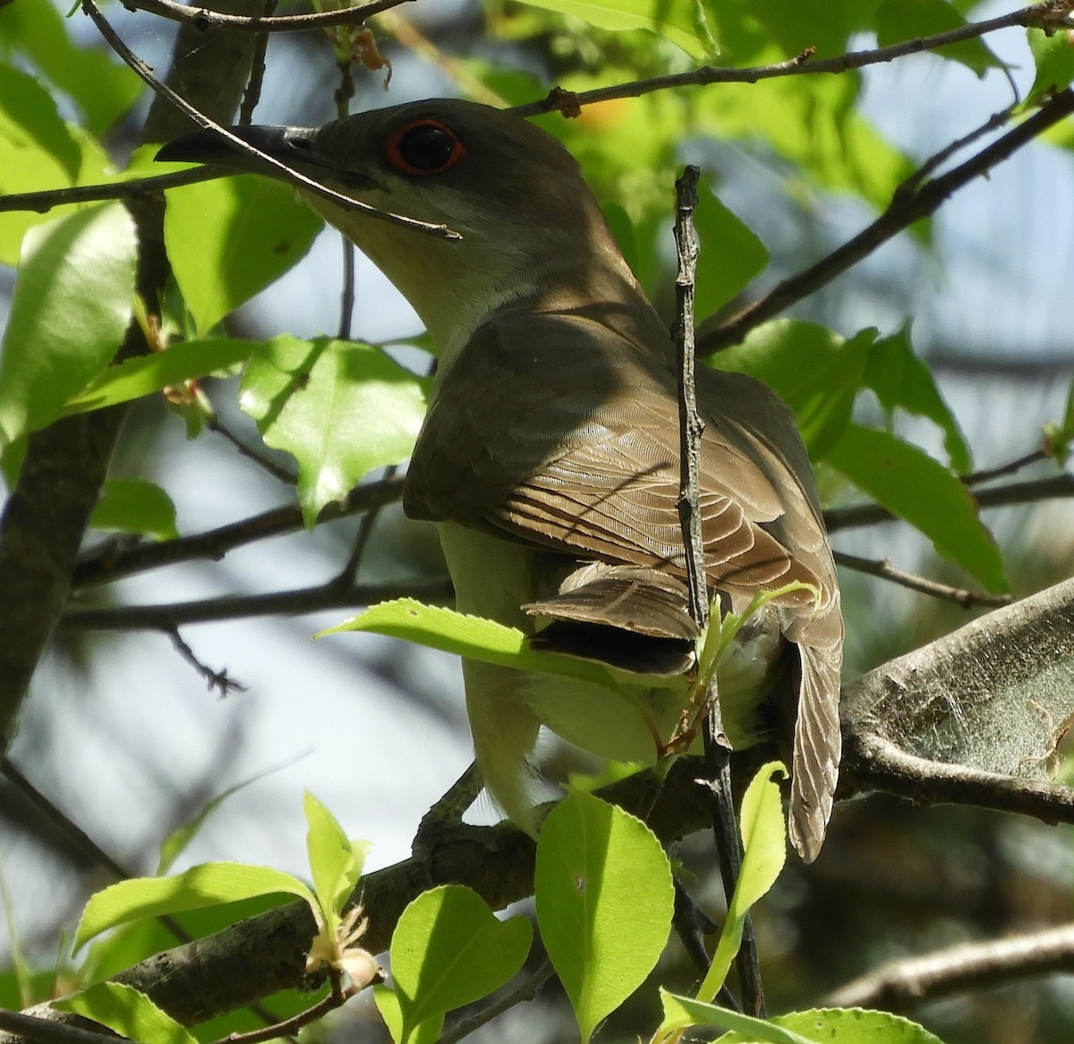 eBird Checklist - 20 May 2019 - Edgewood Oak Brush Plains Preserve - 1 ...