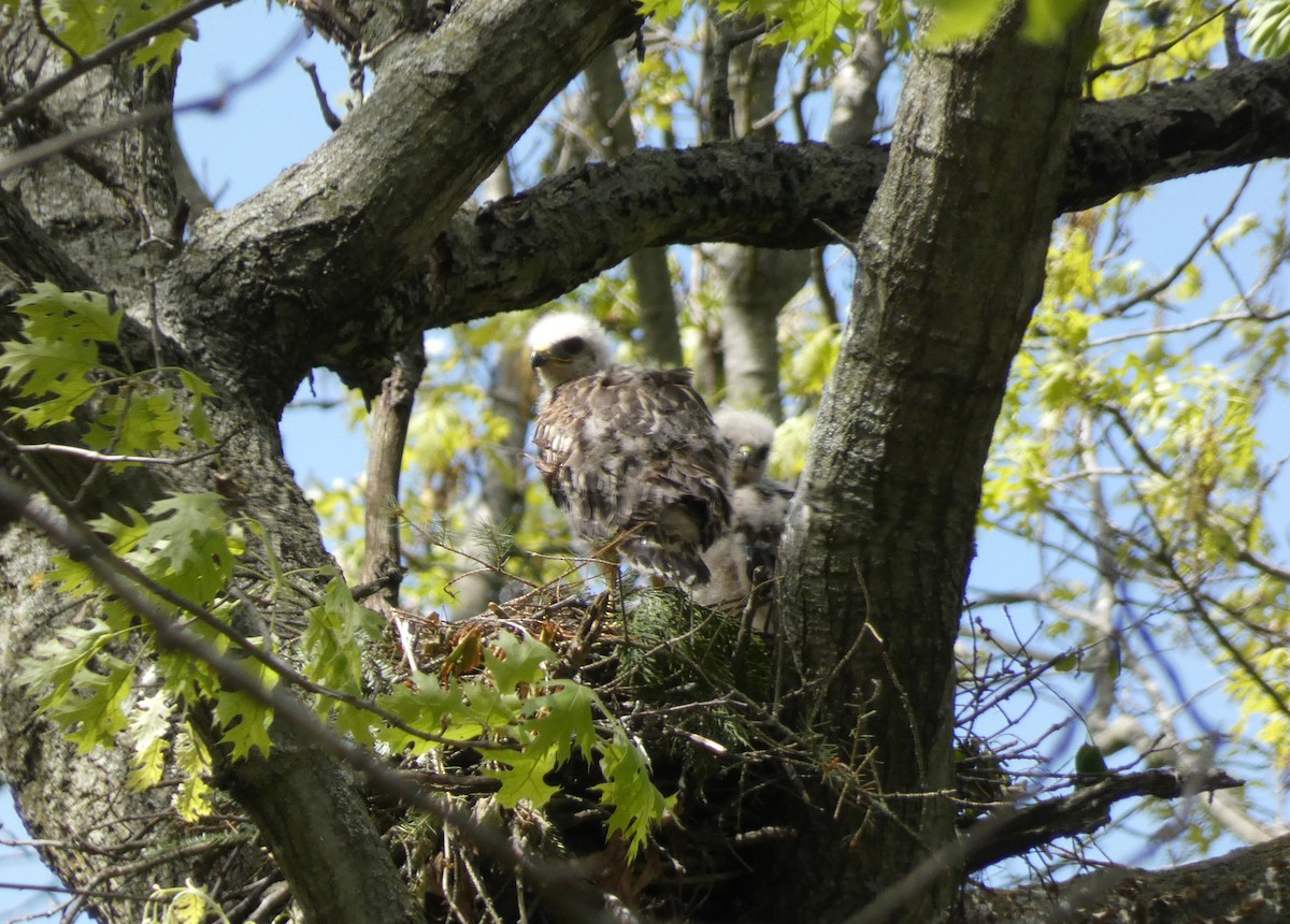 ML160327941 - Red-shouldered Hawk - Macaulay Library